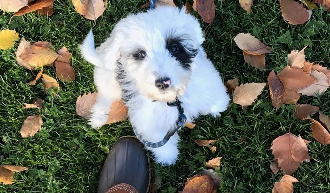 Puppies Playing In Leaves