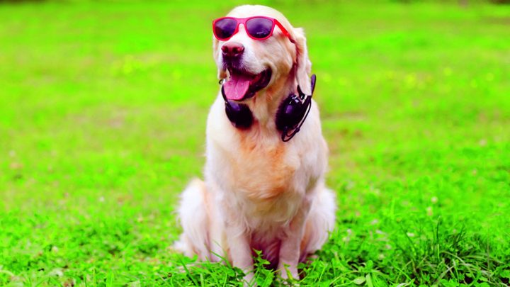 5 Famous Songs about Dogs: The True Stories Behind the Tunes