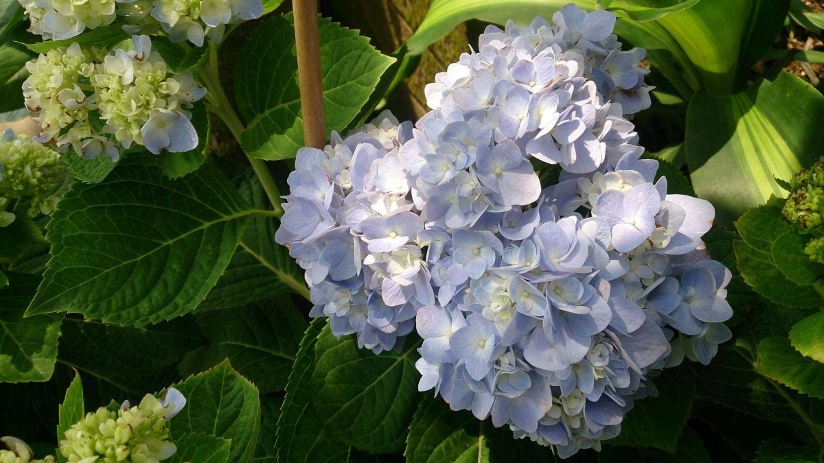 Southeast Plants Poisonous to Dogs | The Dog People by Rover.com