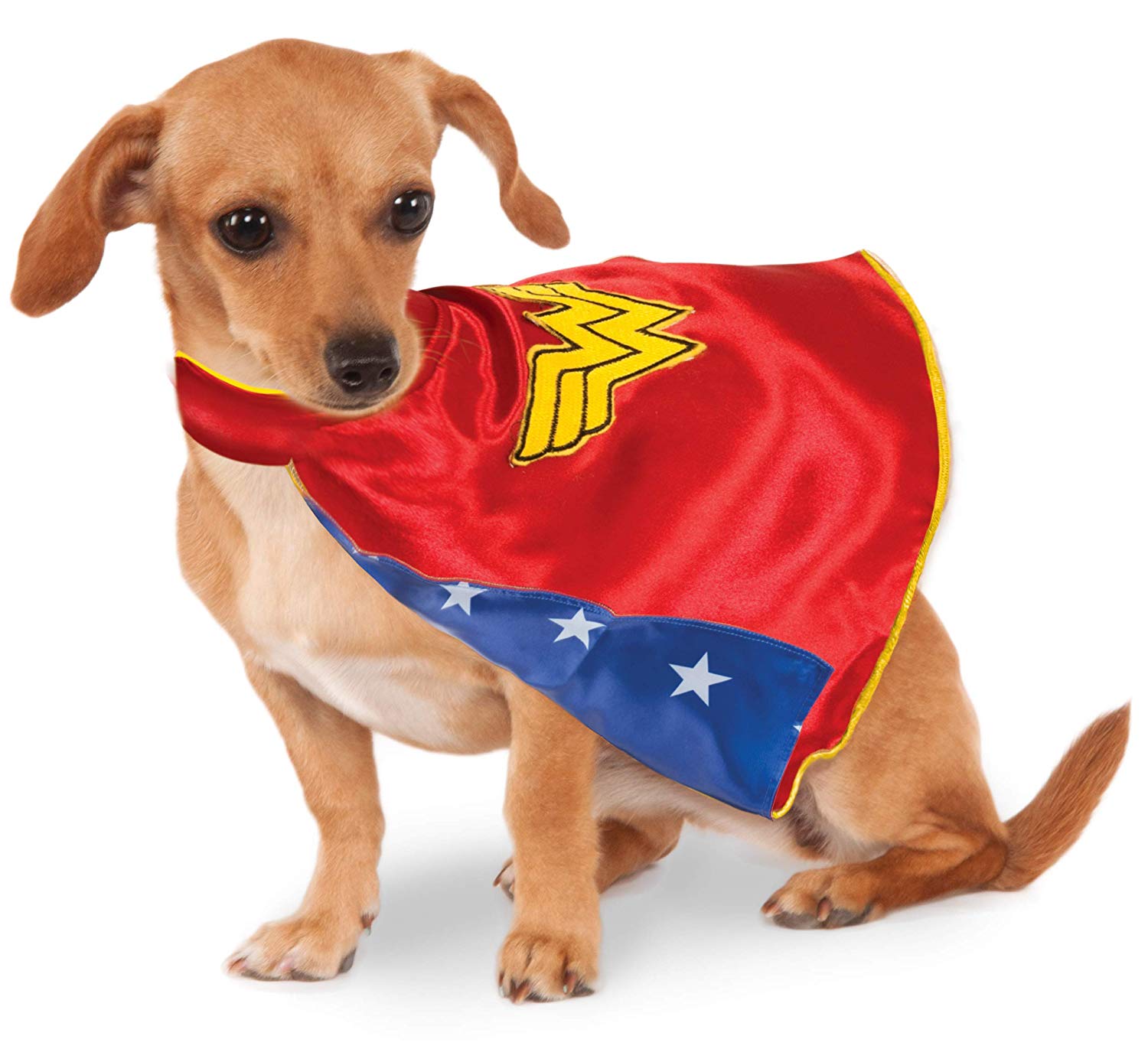 10 Capes for Dogs We Love: From Superhero Capes to Ponchos