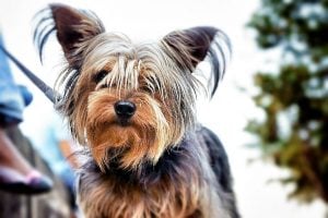 26 Dogs That Don’t Shed: Your Complete Guide to Fur-Free Cuddles | The Dog People by Rover.com
