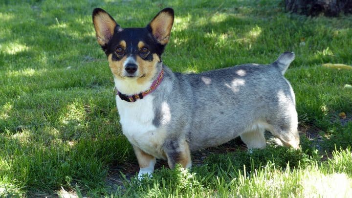 4 Common Corgi Health Problems That Corgi Lovers Need to Know
