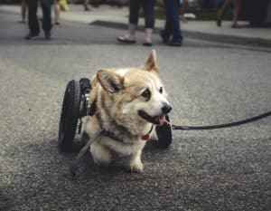 4 Common Corgi Health Problems That Corgi Lovers Need to Know