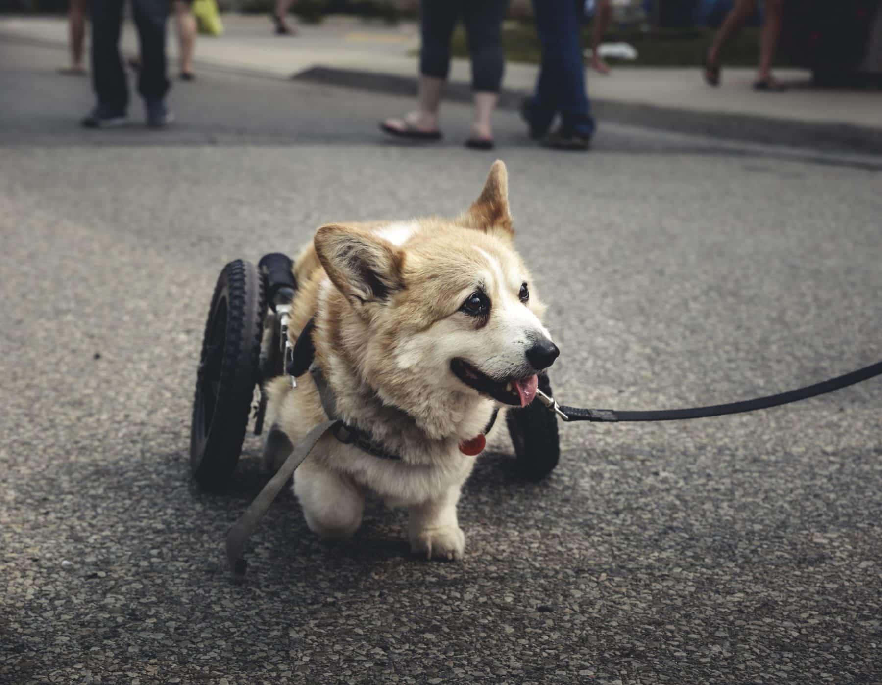 4 Common Corgi Health Problems That Corgi Lovers Need to Know
