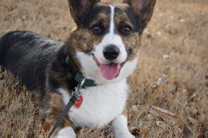 4 Common Corgi Health Problems That Corgi Lovers Need to Know