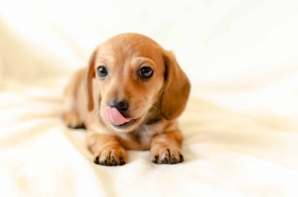 Dachshund Puppies | Dachshund Puppy Facts and How to Get a Puppy