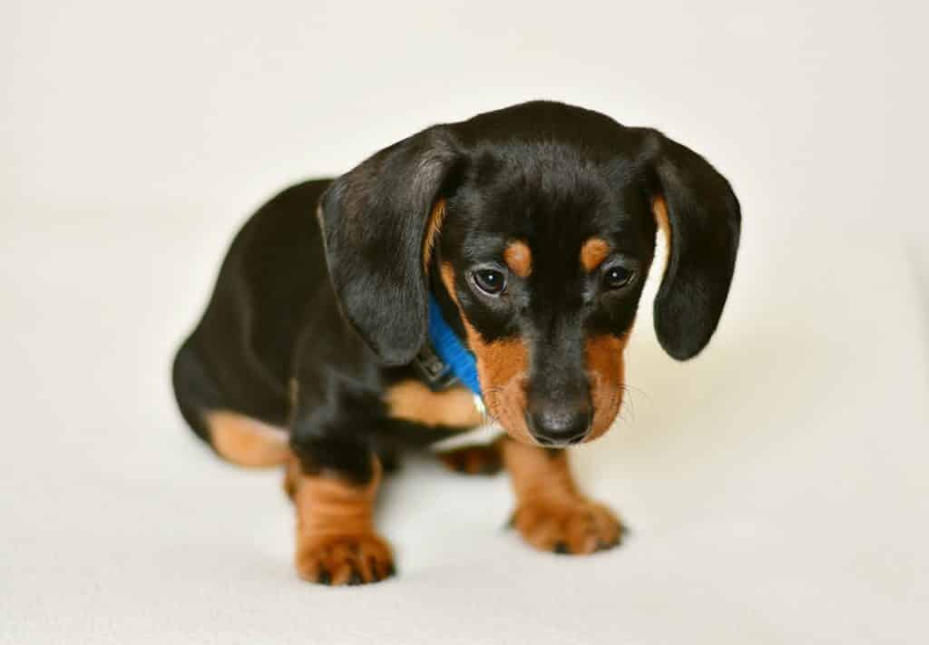 Dachshund Puppies | Dachshund Puppy Facts and How to Get a Puppy