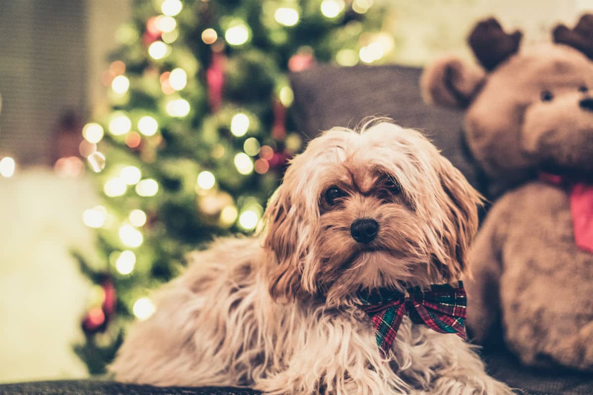 How Your Dog Can Help You Stay Stress-Free During the Holidays | The ...
