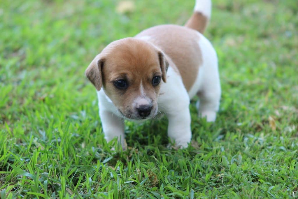 Jack Russell Terrier Puppies: Everything You Need to Know | The Dog ...