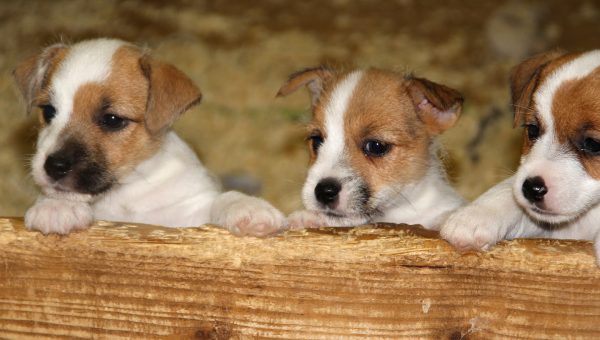 Leonberger Puppies: The Ultimate Guide for New Owners