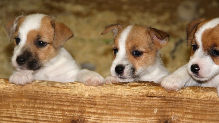 Jack Russell Terrier Puppies: Everything You Need to Know | The Dog ...