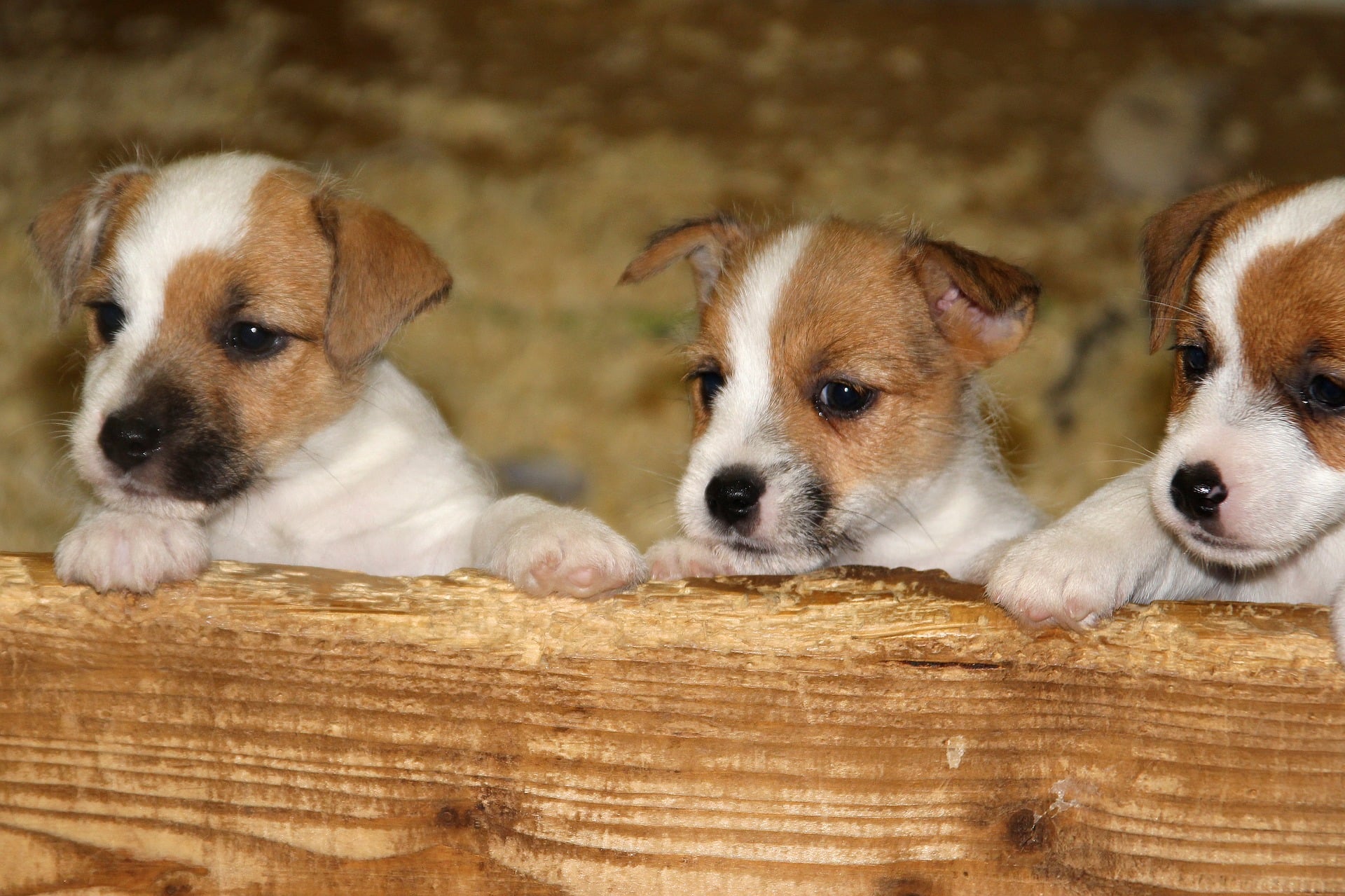 Everything You Need To Know About Jack Russell Terrier