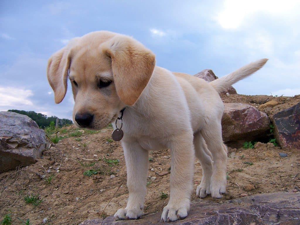 Labrador Retriever Puppies: What You Need to Know About Lab Puppies