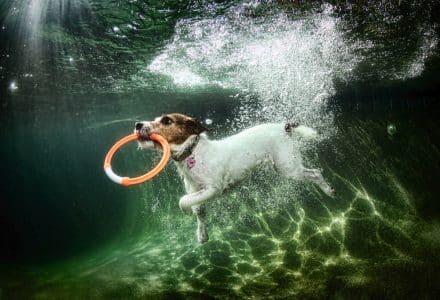 Underwater Dogs: The Incredible Story of How These Photos Went Viral