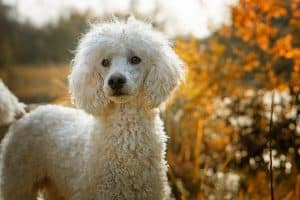 26 Dogs That Don’t Shed: Your Complete Guide to Fur-Free Cuddles | The Dog People by Rover.com