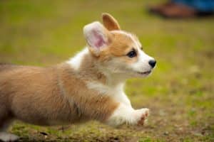 4 Common Corgi Health Problems That Corgi Lovers Need to Know