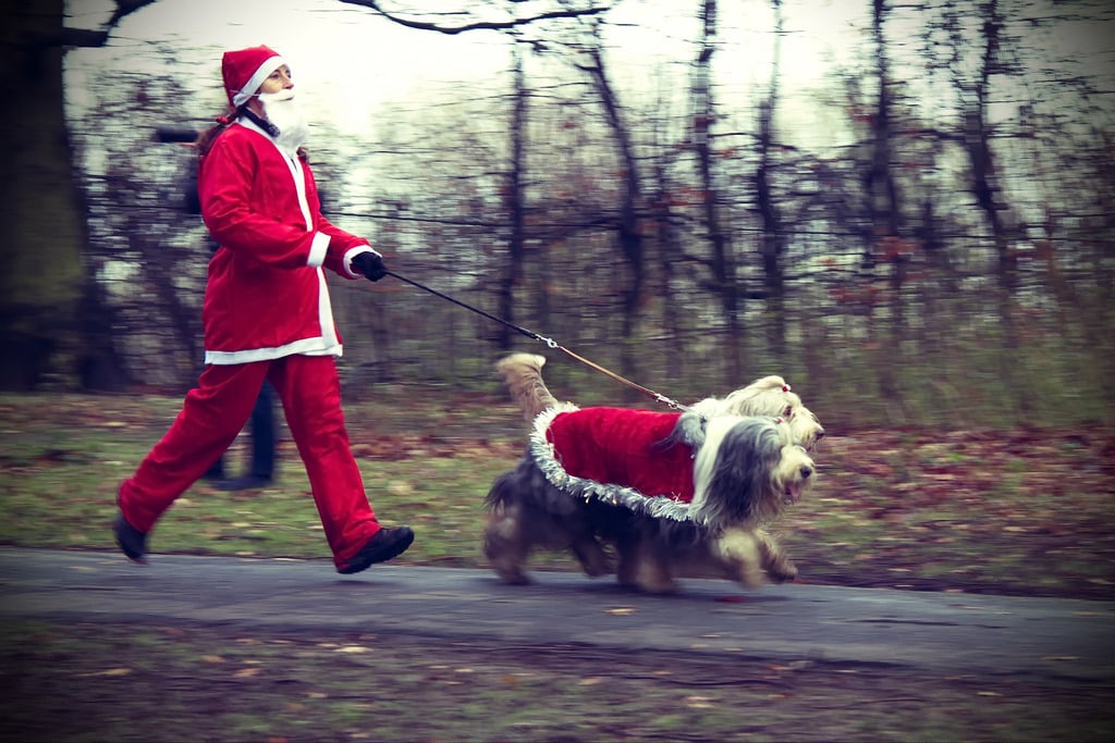 How to Get the Best Santa Photos with your Dog | The Dog People by ...