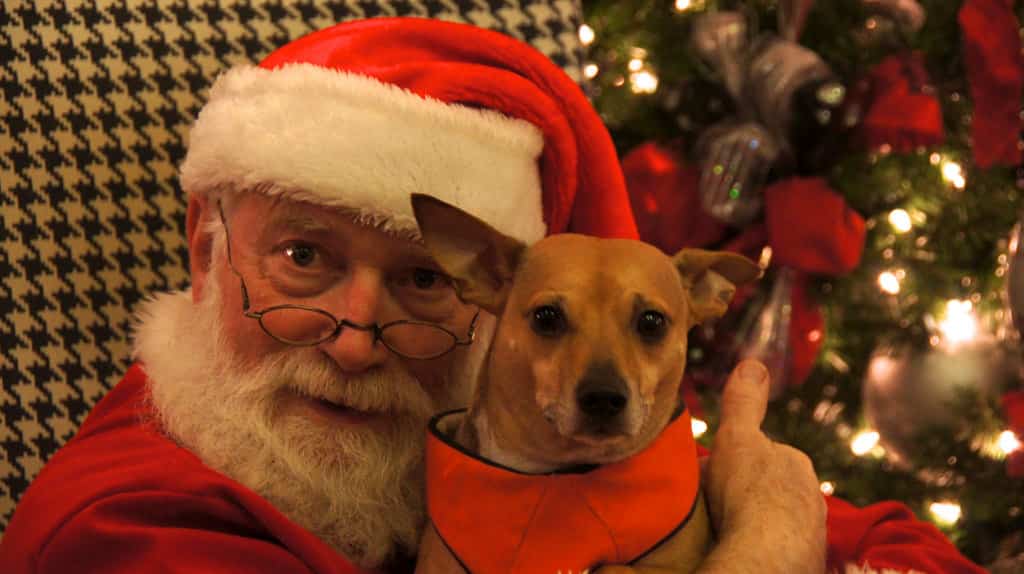 How to Get the Best Santa Photos with your Dog | The Dog People by ...