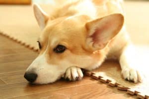 4 Common Corgi Health Problems That Corgi Lovers Need to Know