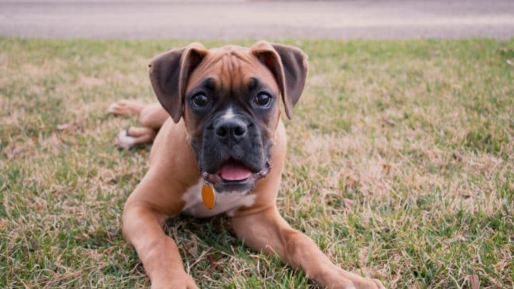 300+ Popular Boxer Names