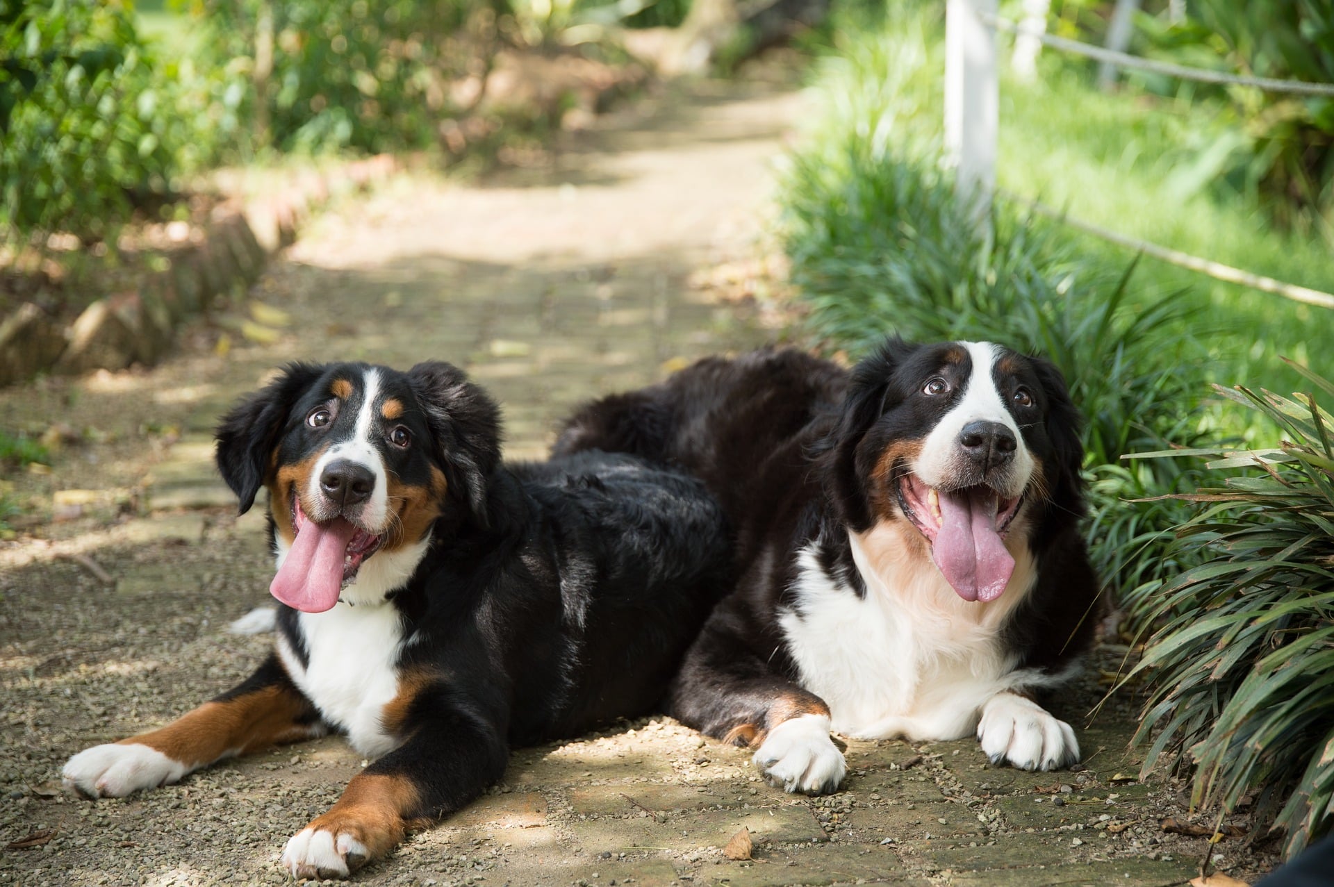 The 149 Most Popular Bernese Mountain Dog Names
