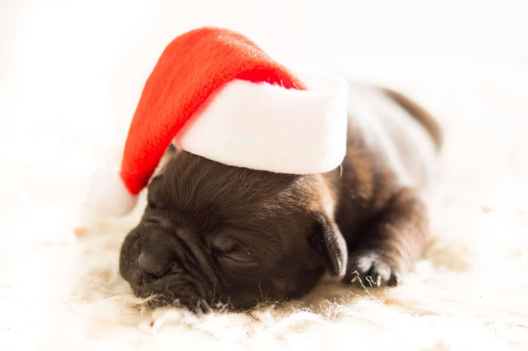 Puppy's First Christmas: Holiday Safety, Treats and Fun