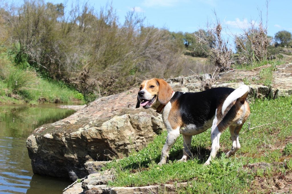 Los 45 nombres para beagles más populares del 2021