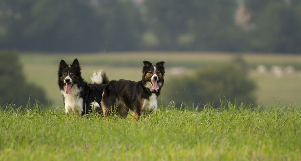 The 136 Most Popular Border Collie Names