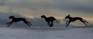 Why Is my Dog Limping? | The Dog People by Rover.com