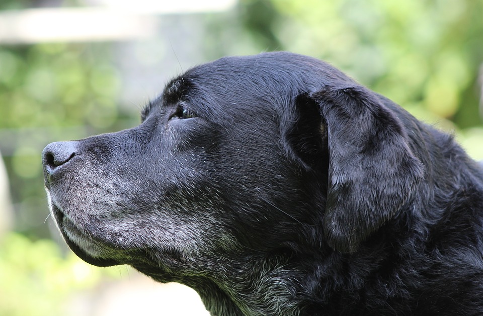 What Causes Arthritis Flare Ups In Dogs