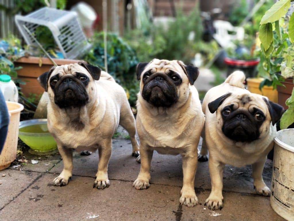 The 177 Most Popular Pug Names | The Dog People