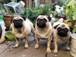The 177 Most Popular Pug Names | The Dog People