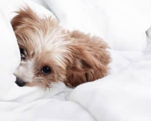 Dog Names That Start With R | The 109 Best Ranked by Popularity