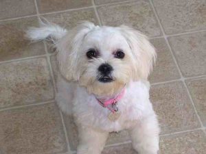 Meet the Peekapoo: Your Ultimate Guide to Peekapoo Puppies, Haircuts ...