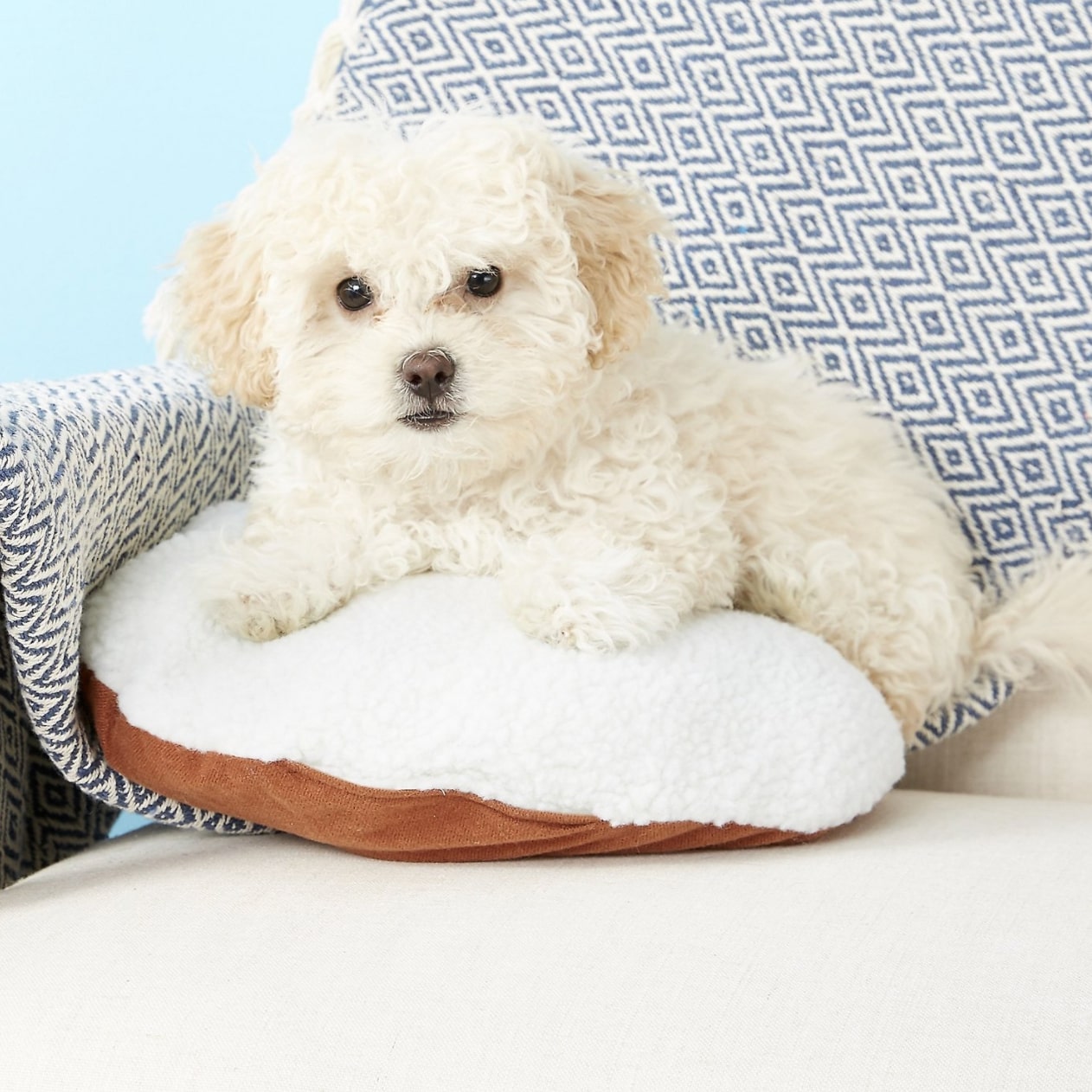 Small Dog Beds | The Best Small Dog Beds for Your Pint-Sized Pal