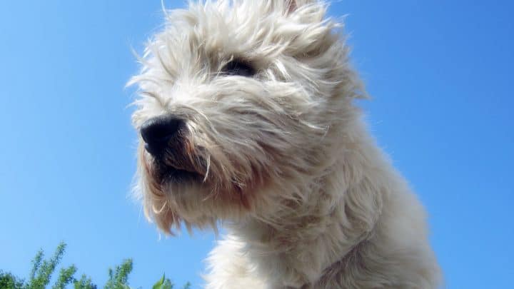 100 Incredible Scottish Dog Names | The Dog People by Rover.com