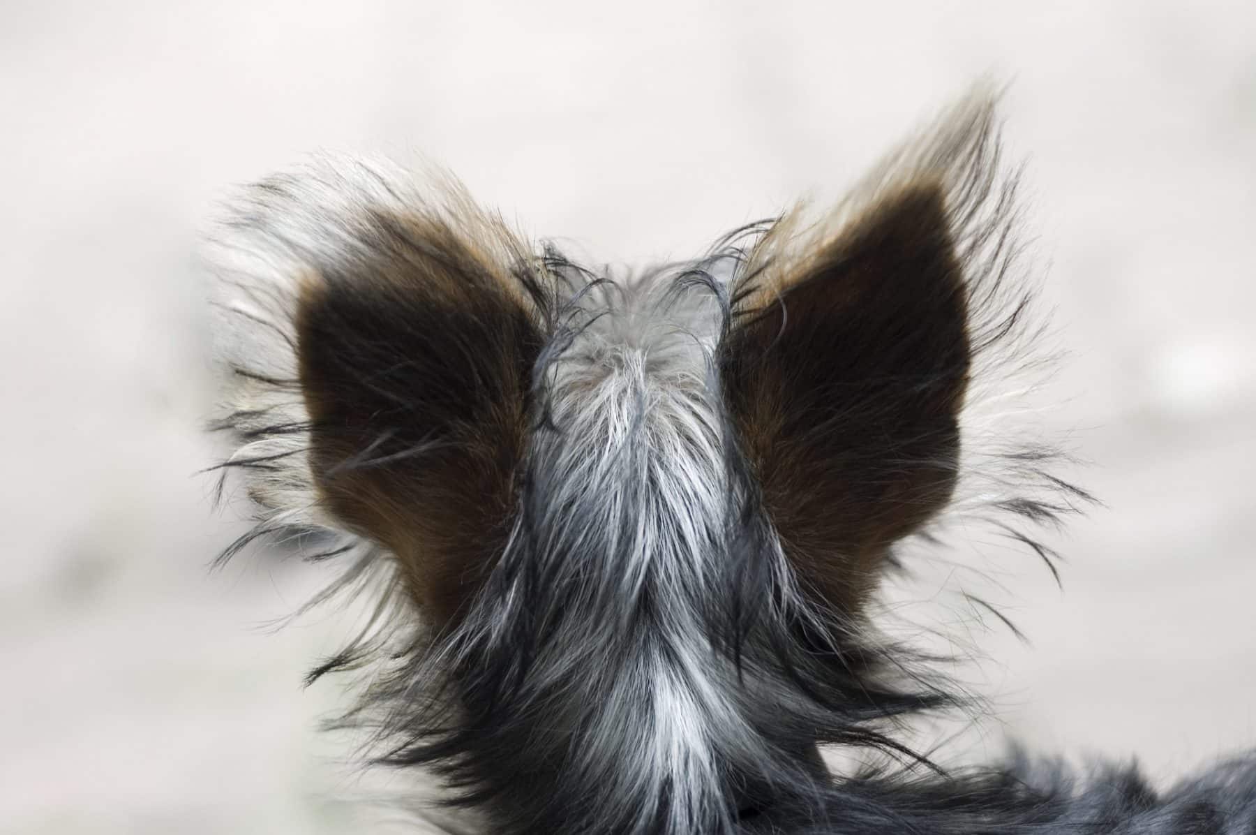 Hearing Tests For Dogs How To Tell If Your Dog Has Hearing Loss