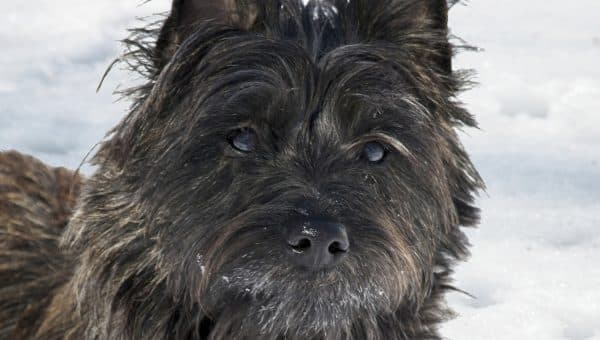 12 Newfoundland Dog Facts That Newfie Lovers Know by Heart | The Dog ...