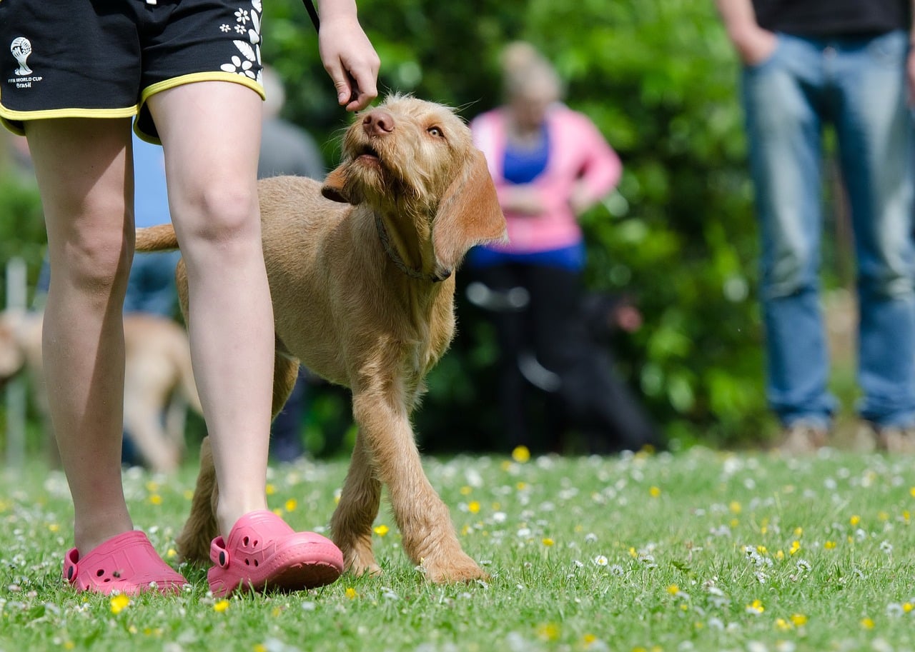 How Much Does Dog Training Cost The Dog People By Rover How Much Does Dog Training Cost The Dog People By Rover