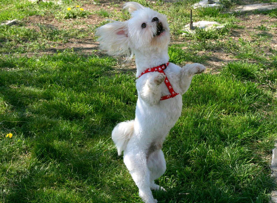 Alcohol Dog Names The Top Alcohol Names For Dogs