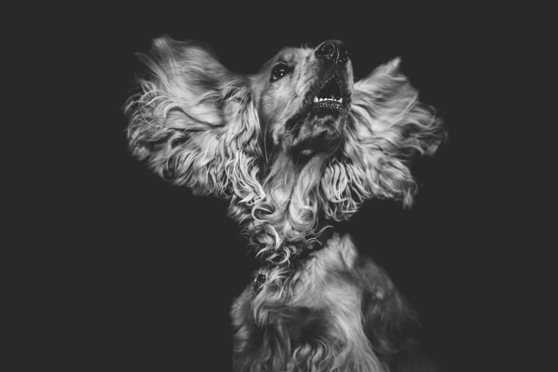 Hearing Tests For Dogs How To Tell If Your Dog Has Hearing Loss