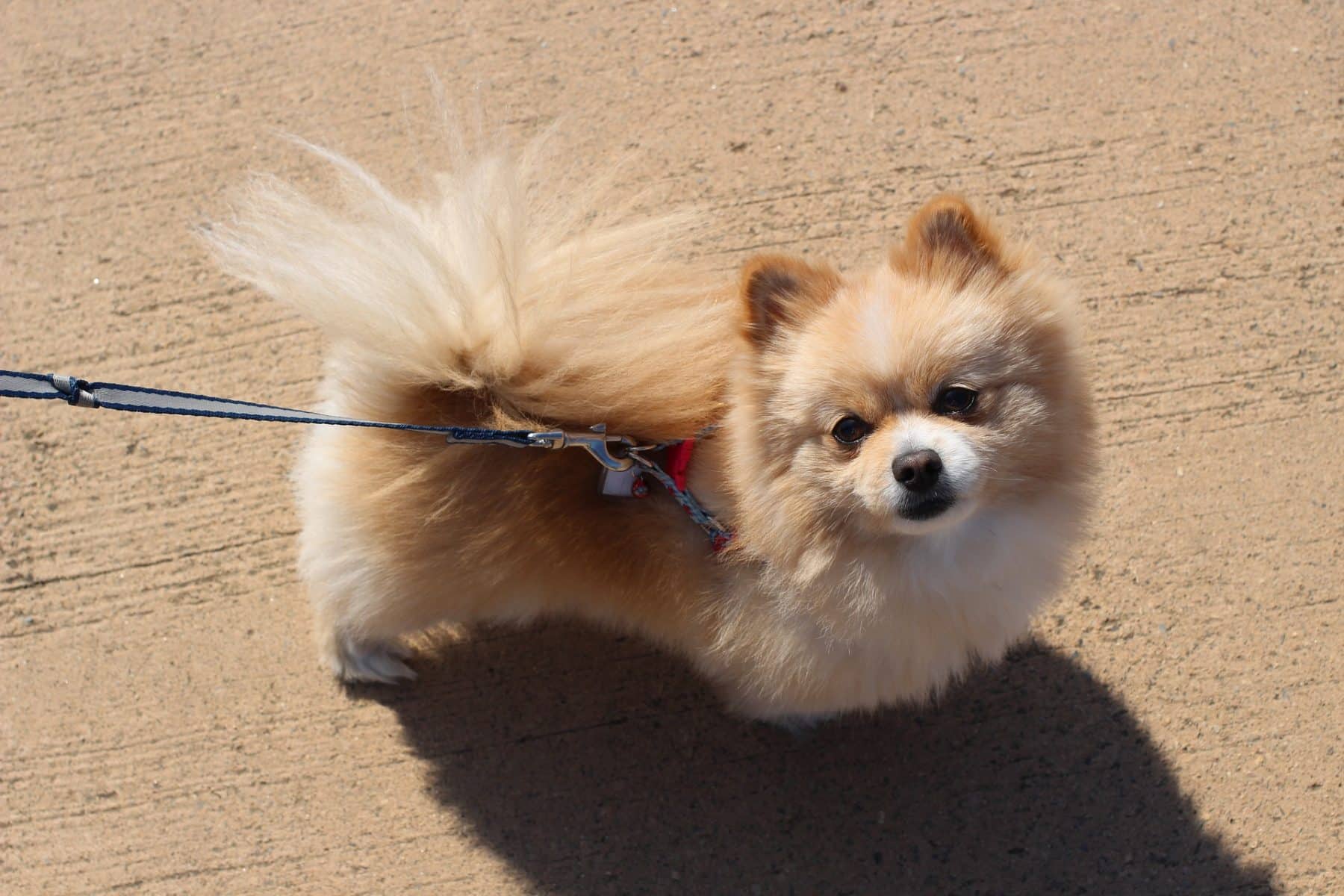 6 fakta du kanske inte visste om Pomeranian | Roverbloggen