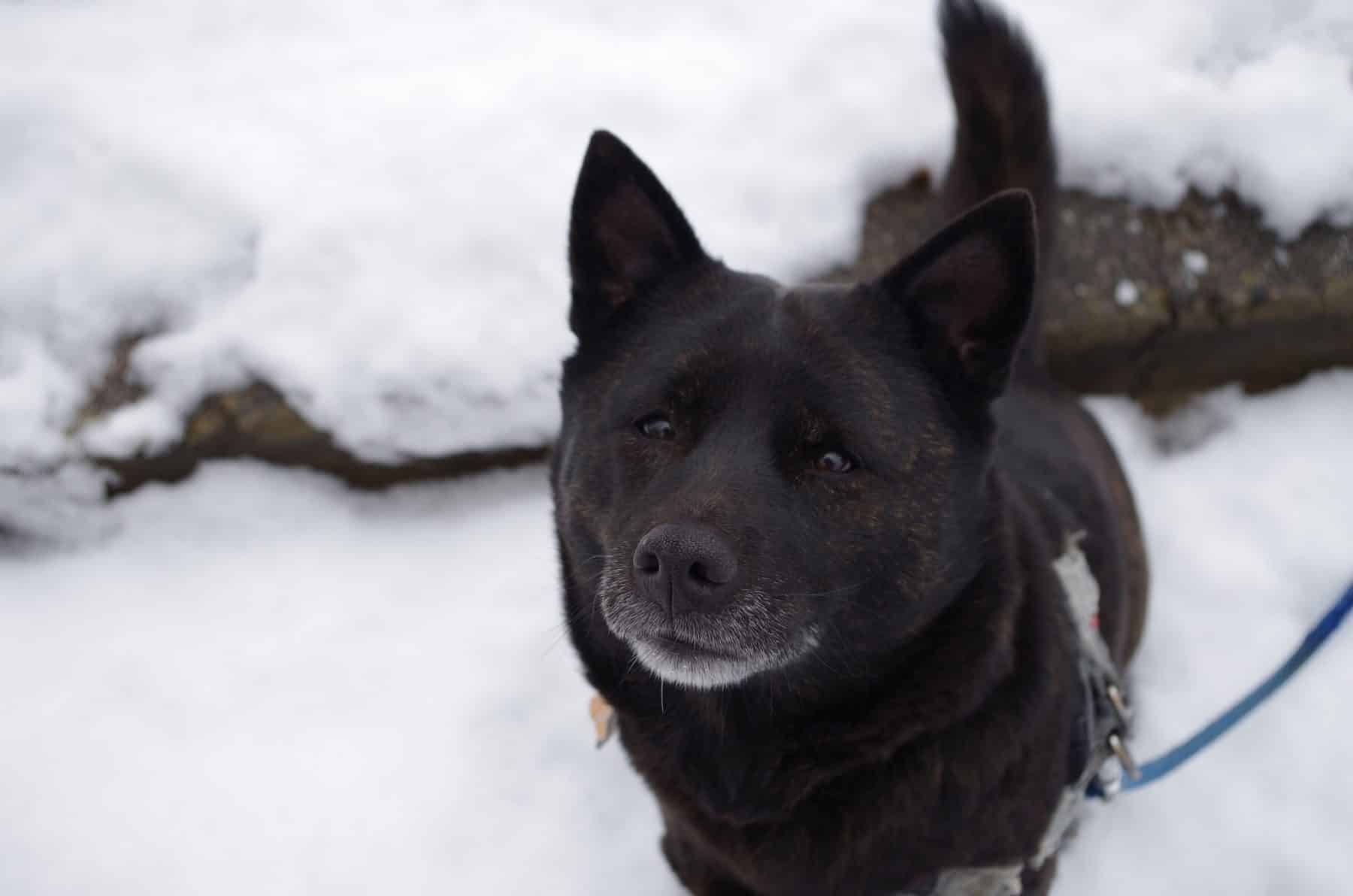11 Japanese Dog Breeds You Need to Meet | The Dog People by Rover.com