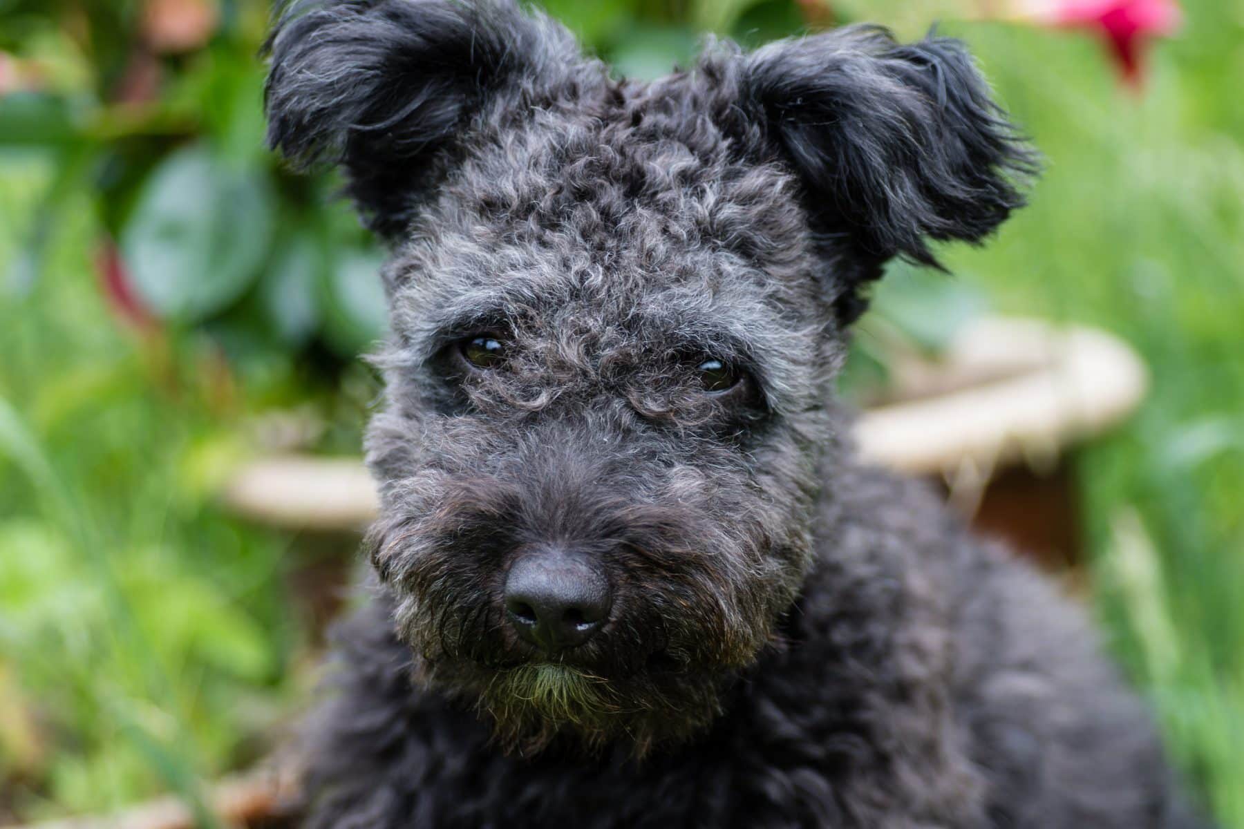 12 Absolutely Adorable Dog Breeds With Curly Hair The Dog People By 12 Absolutely Adorable Dog Breeds With Curly Hair The Dog People By