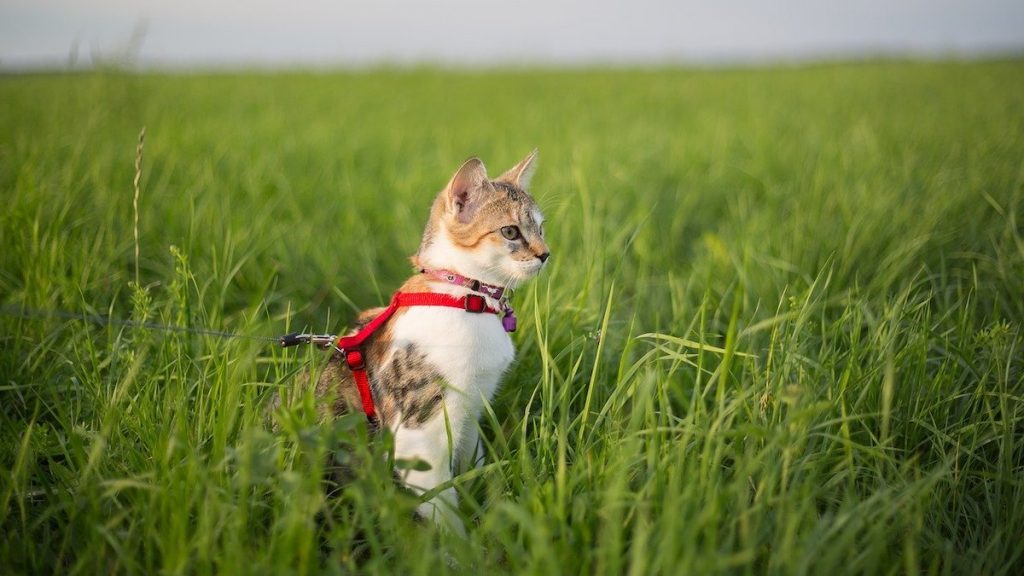 The 8 Best Cat Harnesses for Kitties of All Shapes and Sizes