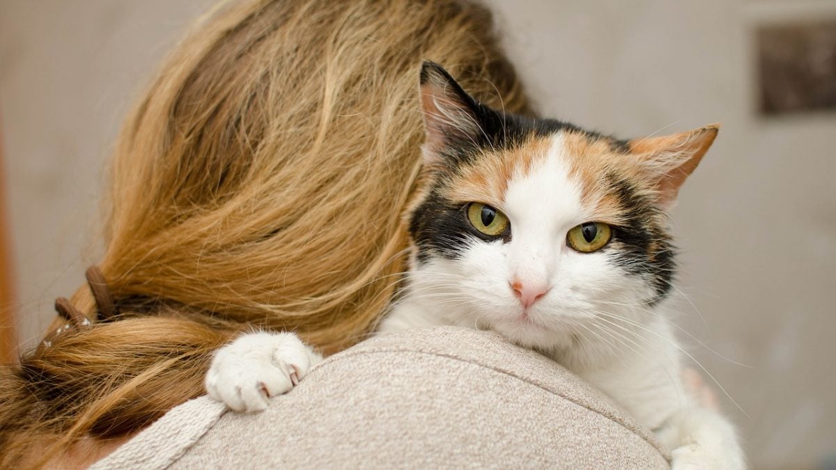 The 9 Cuddliest, Most Affectionate Cat Breeds in the World