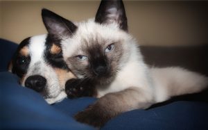 The 9 Cuddliest, Most Affectionate Cat Breeds in the World