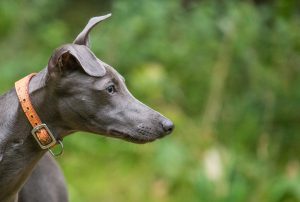 Medium Dog Breeds: Best Types & How to Choose