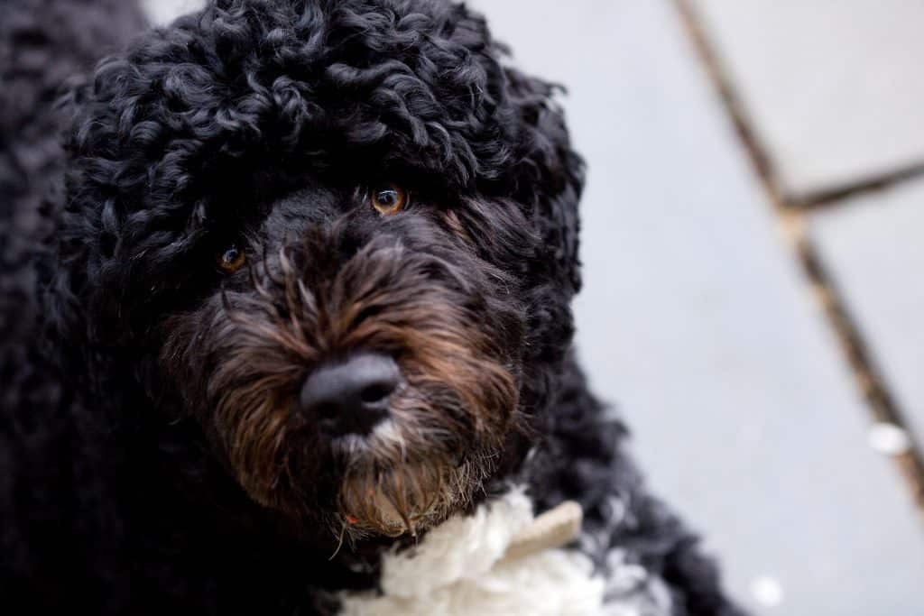 12 Absolutely Adorable Dog Breeds with Curly Hair | The Dog People by ...