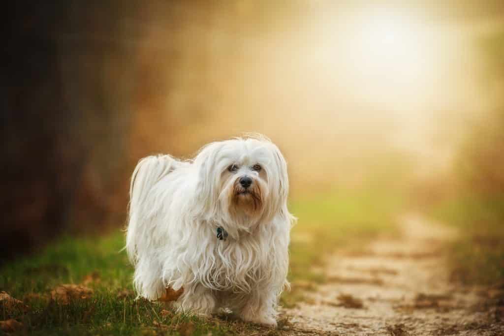 12 Absolutely Adorable Dog Breeds with Curly Hair | The Rover Blog